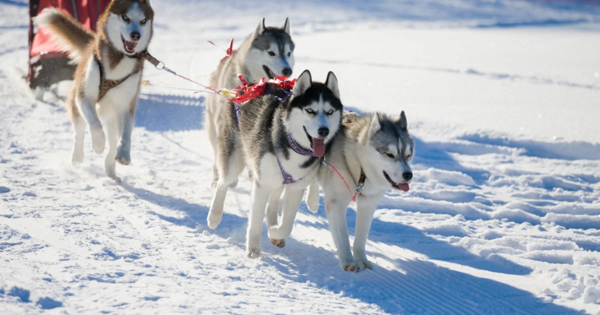Activities in Val dIsere | VIP SKI blog